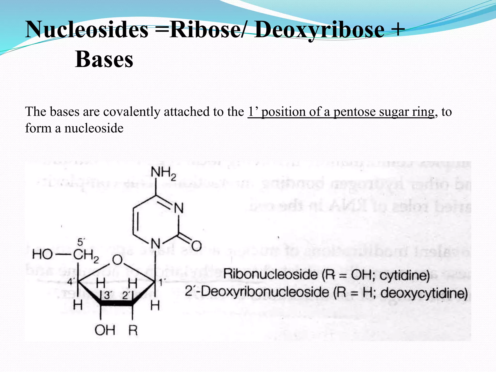 Nucleotide | PPTX