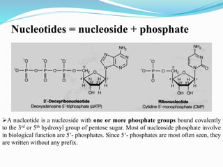 Nucleoside Phosphate