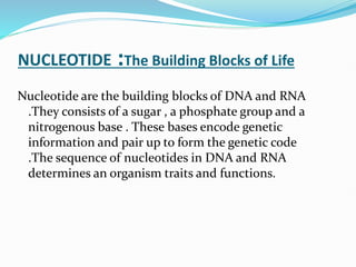 NUCLEOTIDEs structure and functions.pptx