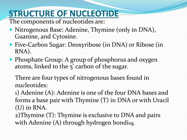 NUCLEOTIDEs structure and functions.pptx | Genetics | Science