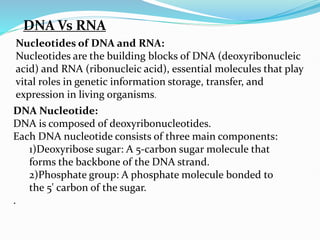 NUCLEOTIDEs structure and functions.pptx
