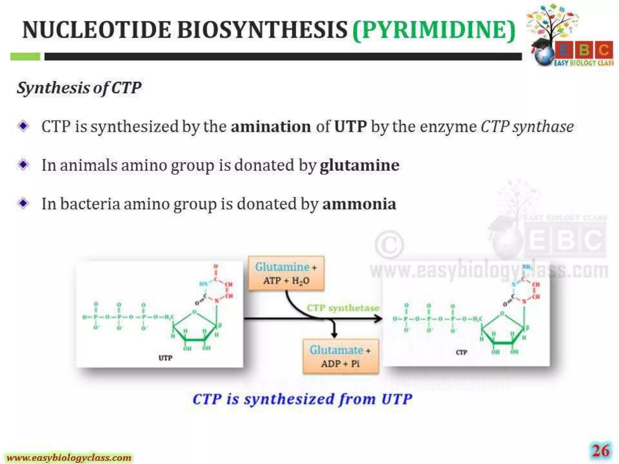 Nucleotide biosynthesis-ppt-by-easybiologyclass | PPTX