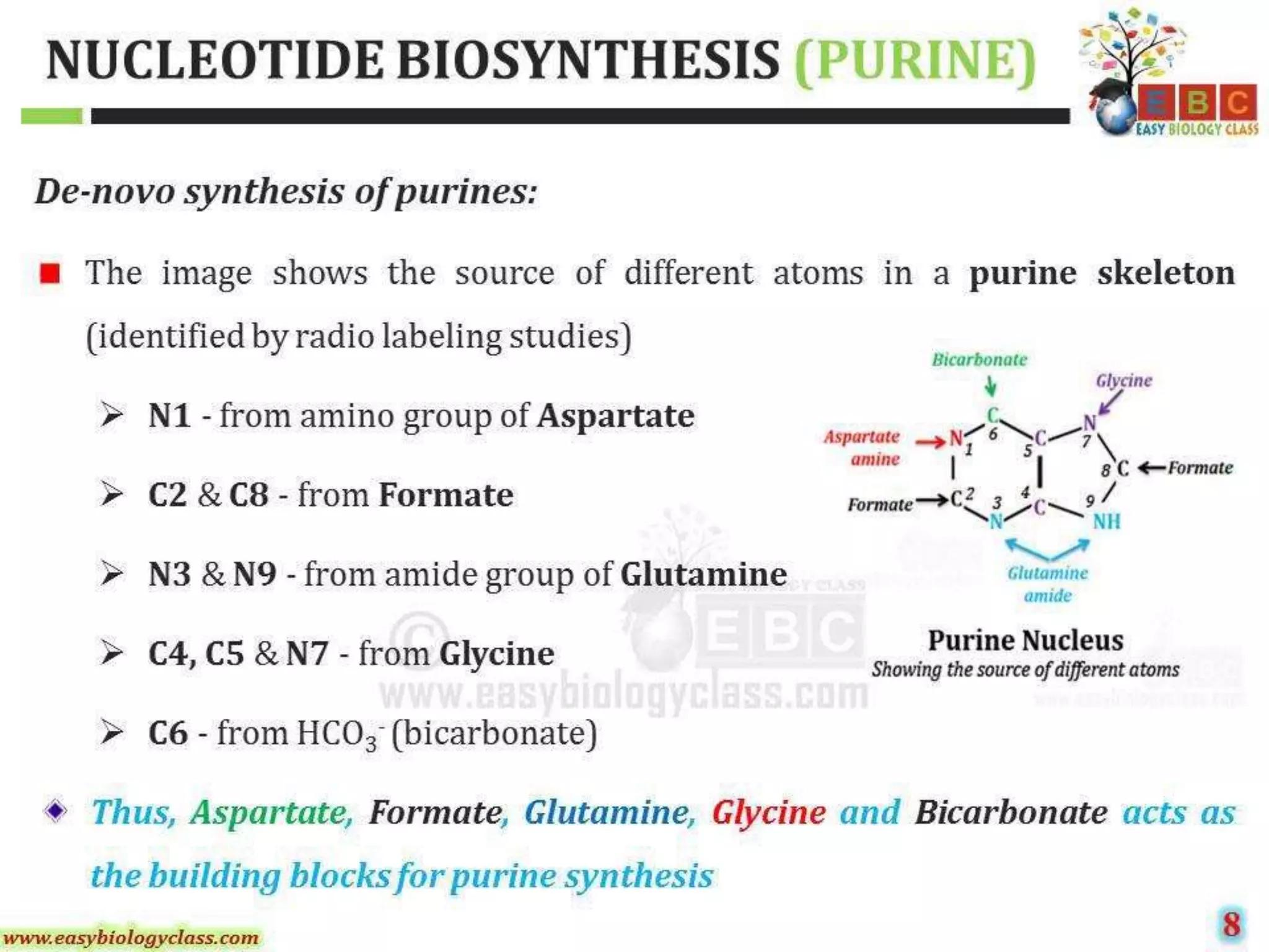 Nucleotide biosynthesis-ppt-by-easybiologyclass | PPT