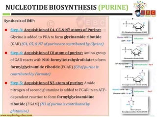 Nucleotide biosynthesis-ppt-by-easybiologyclass | PPT