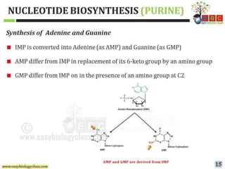 Nucleotide biosynthesis-ppt-by-easybiologyclass | PPT