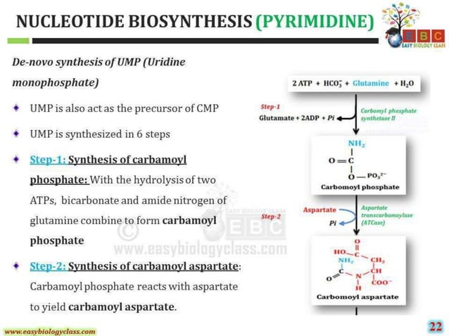 Nucleotide biosynthesis-ppt-by-easybiologyclass | PPTX