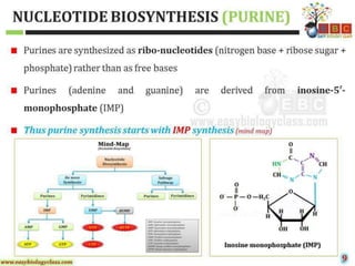 Nucleotide biosynthesis-ppt-by-easybiologyclass | PPT