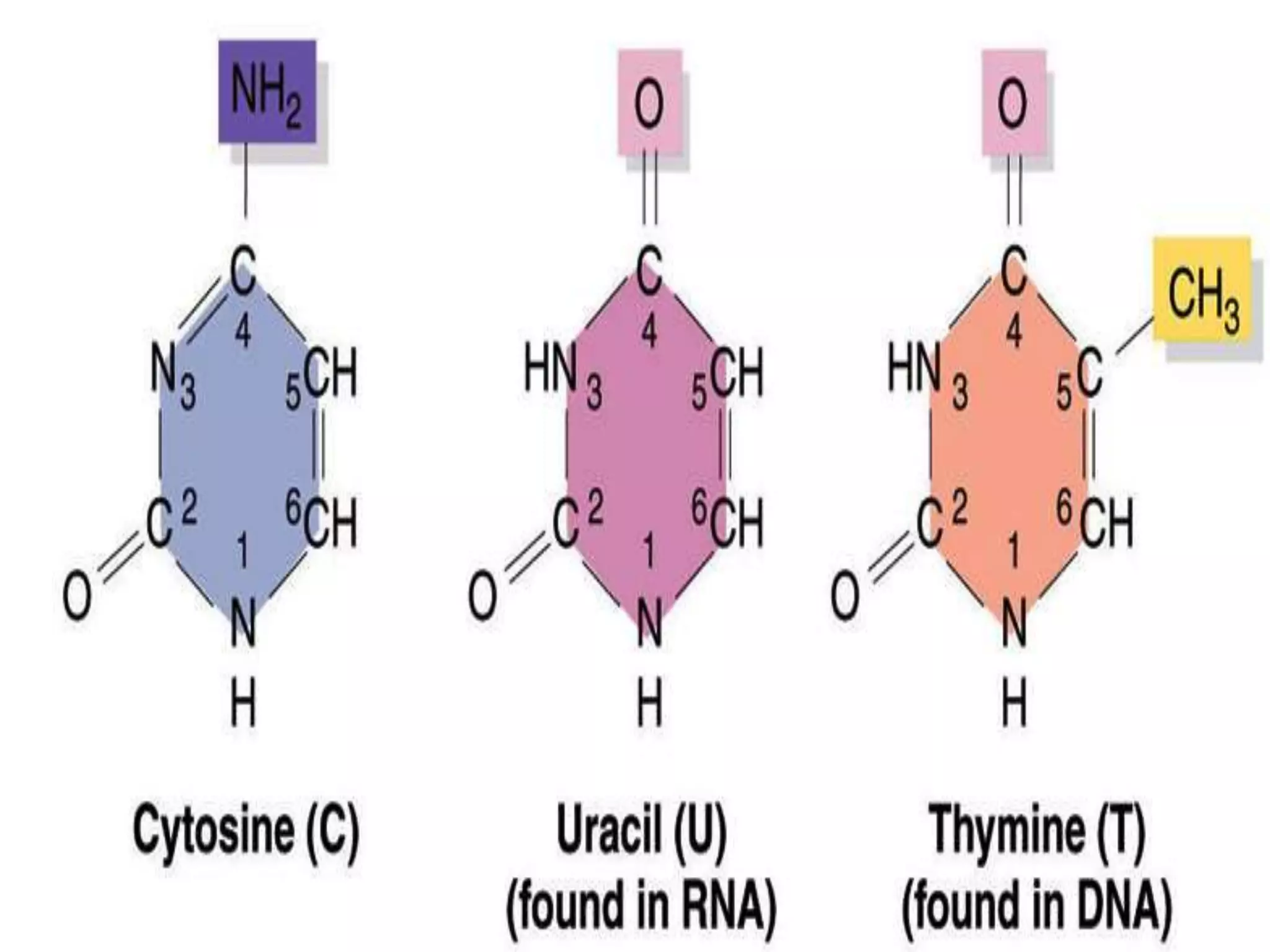 Nucleotide Chemistry - Basics | PPTX