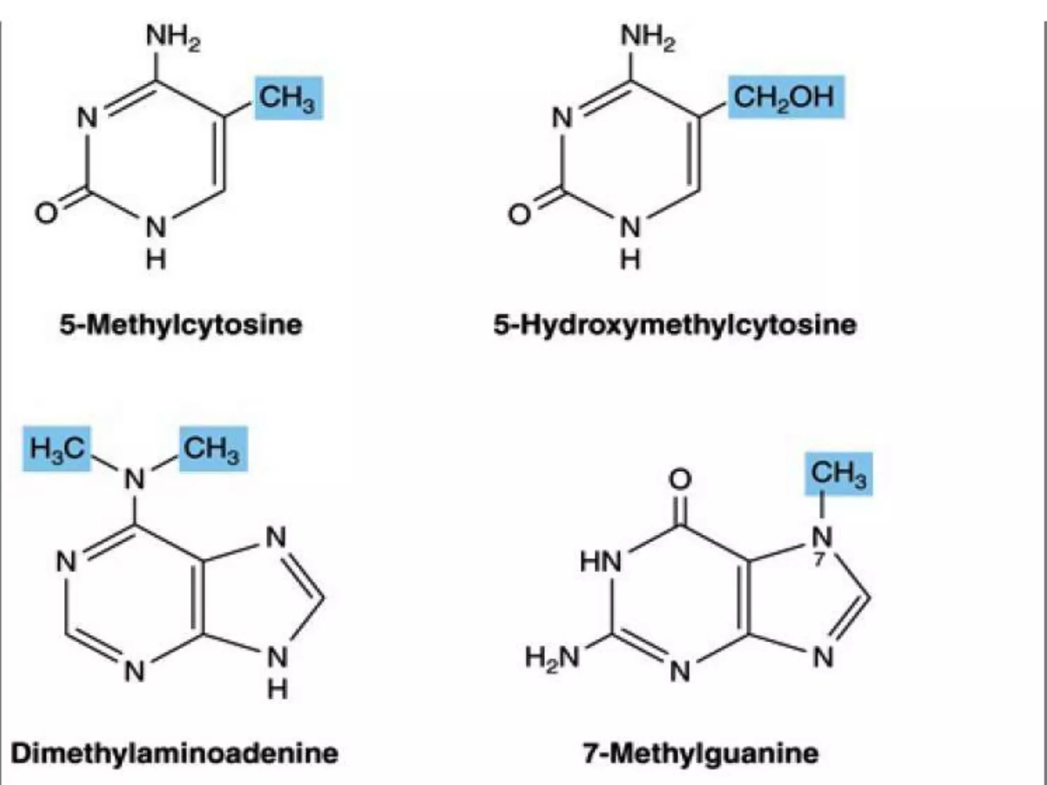 Nucleotide Chemistry - Basics | PPTX