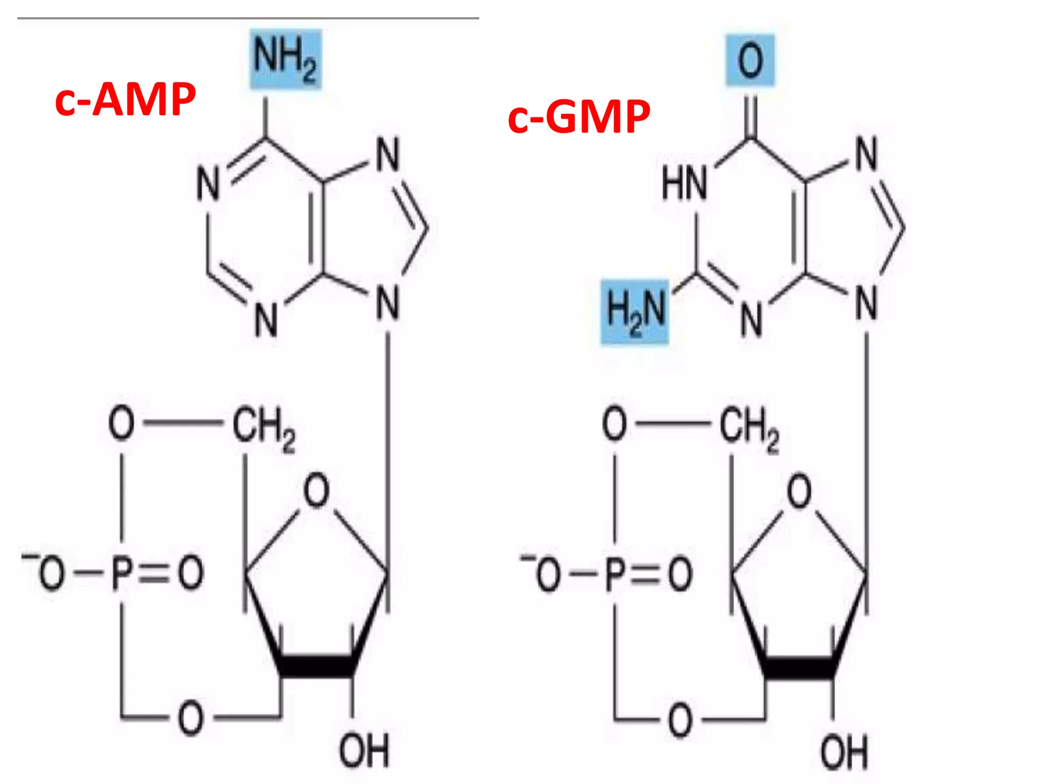 Nucleotide Chemistry - Basics | PPTX