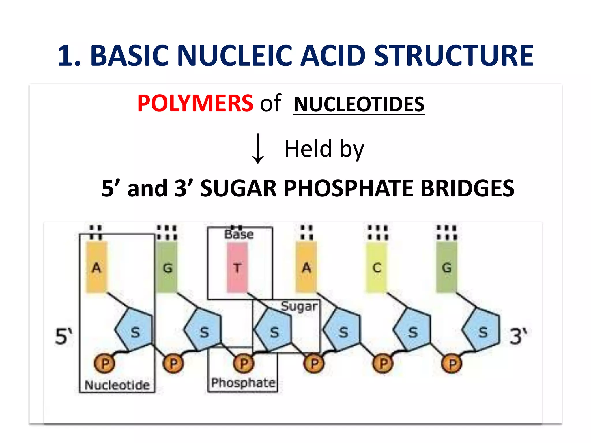 Nucleotide Chemistry - Basics | PPTX