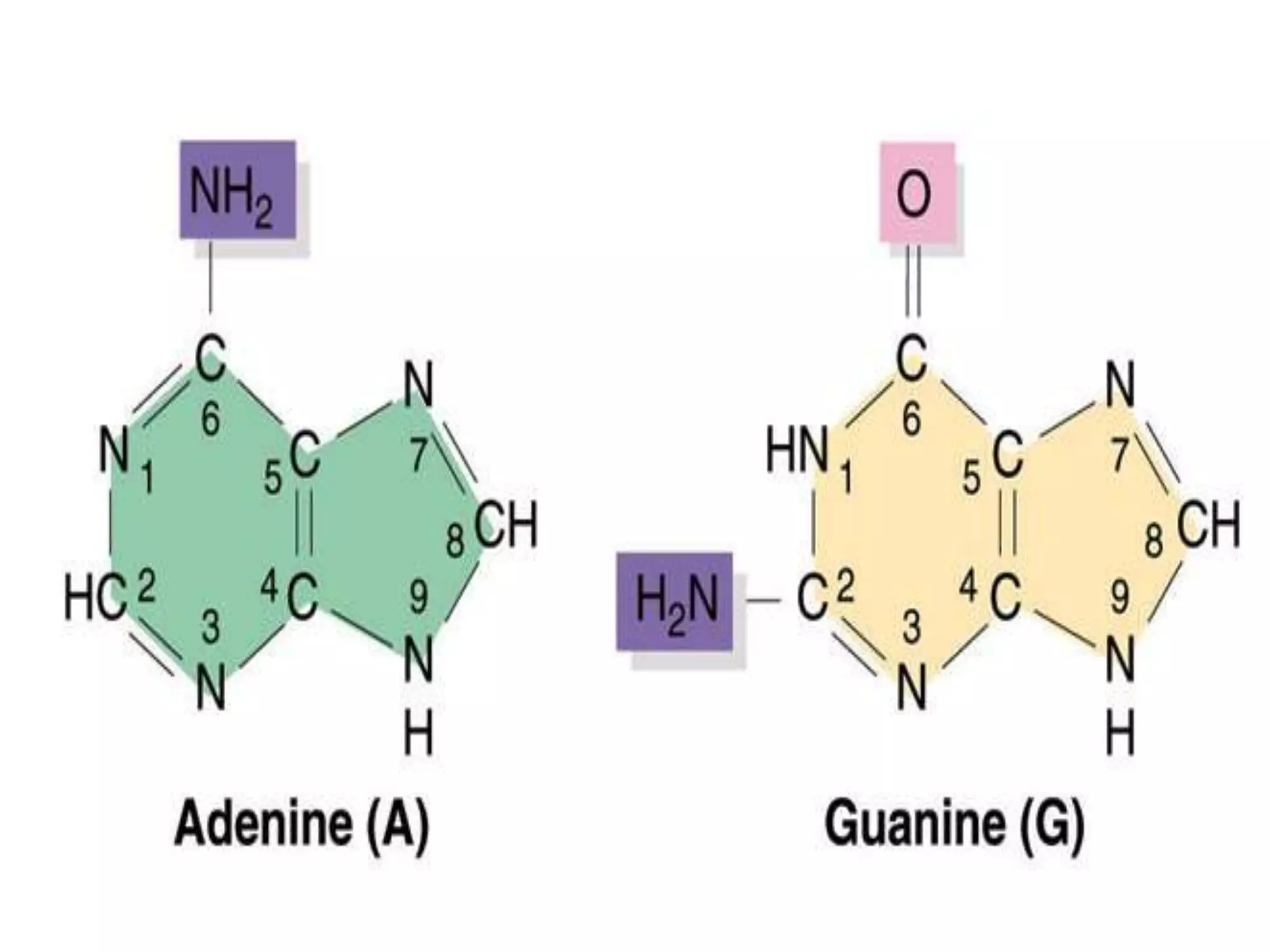 Nucleotide Chemistry - Basics | PPTX