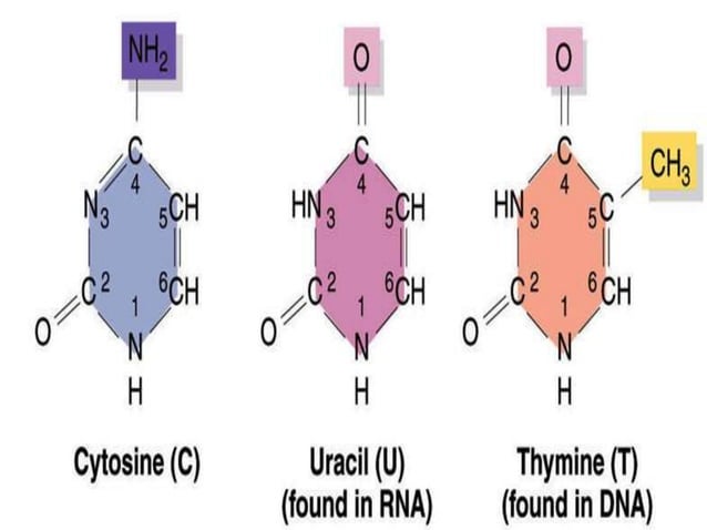 Nucleotide Chemistry - Basics | PPT