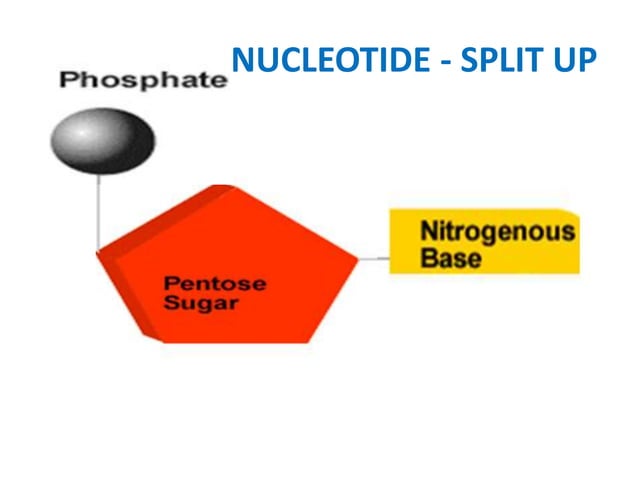 Nucleotide Chemistry - Basics | PPT