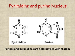 Nucleotide chemistry and metabolism with ece | PPTX