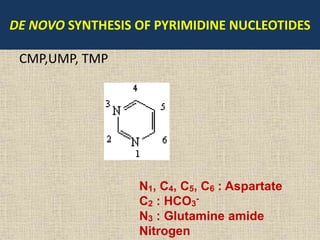 Nucleotide chemistry and metabolism with ece | PPTX