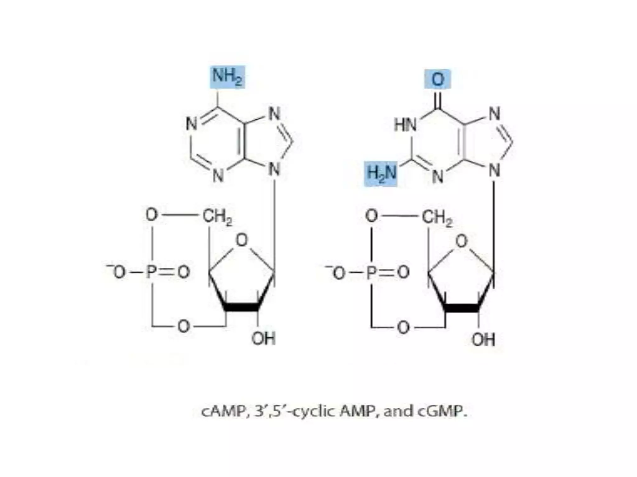 Nucleotide chemistry & metabolism | PPT