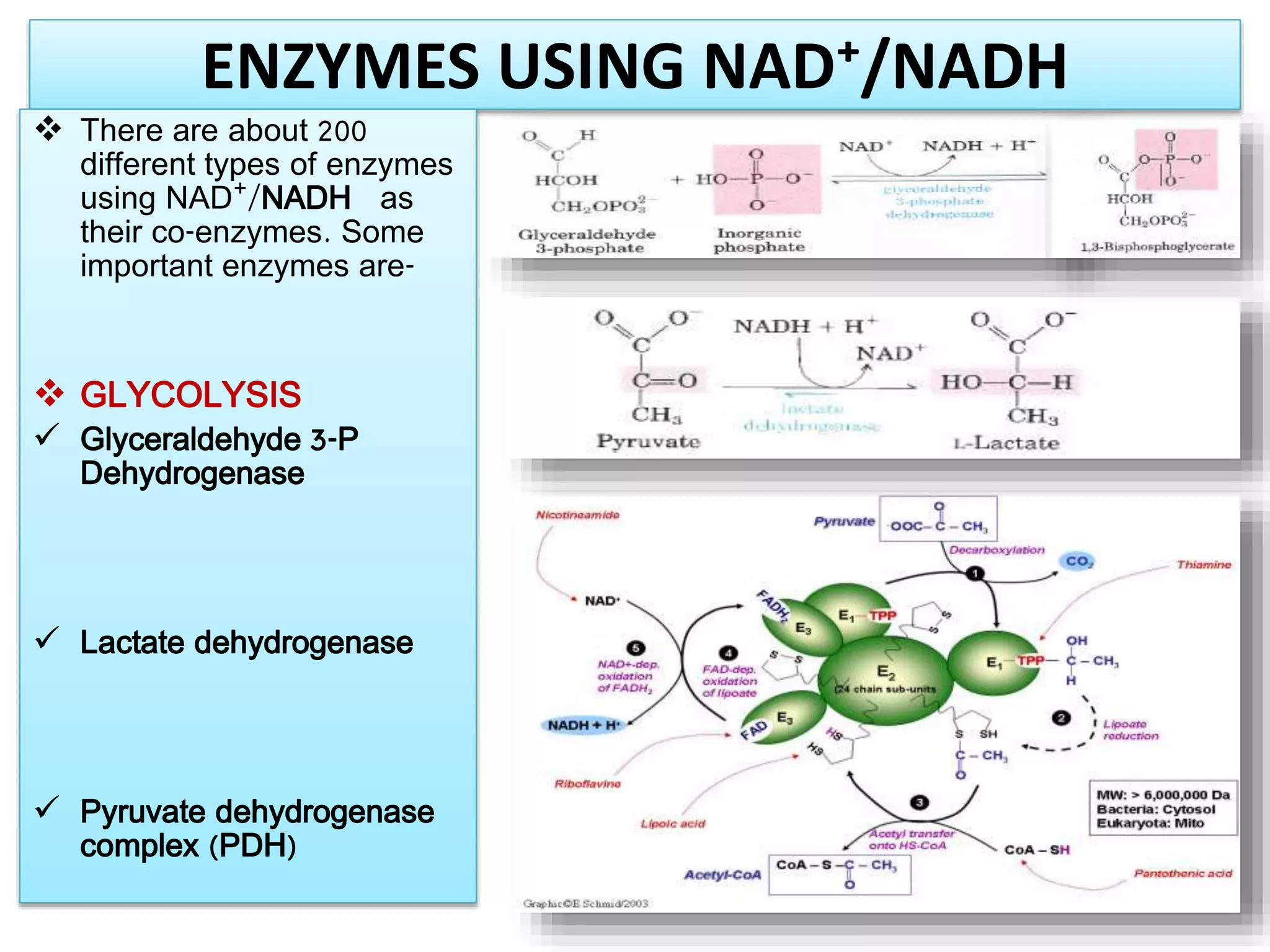 BIOSYNTHESIS OF NUCLEOTIDE COENZYMES AND THEIR ROLE IN METABOLISM | PPTX