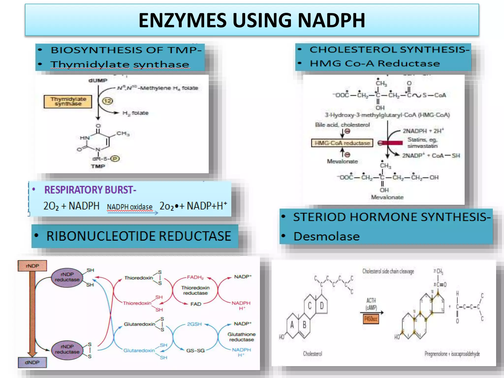 BIOSYNTHESIS OF NUCLEOTIDE COENZYMES AND THEIR ROLE IN METABOLISM | PPTX