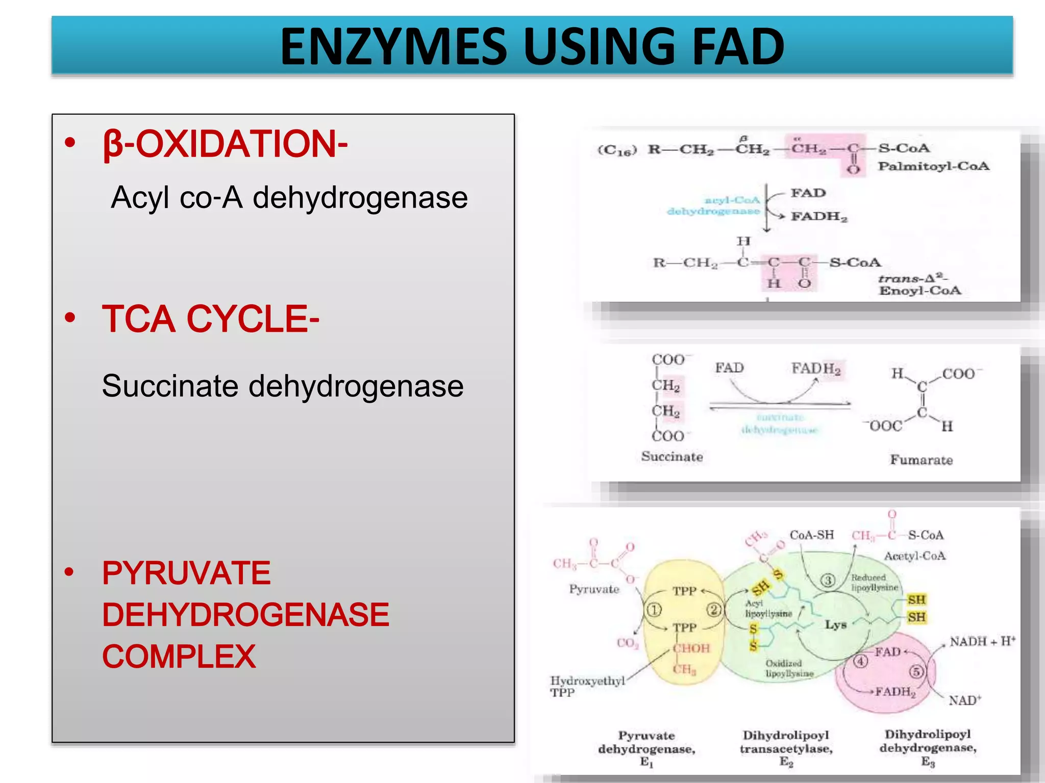 BIOSYNTHESIS OF NUCLEOTIDE COENZYMES AND THEIR ROLE IN METABOLISM | PPTX