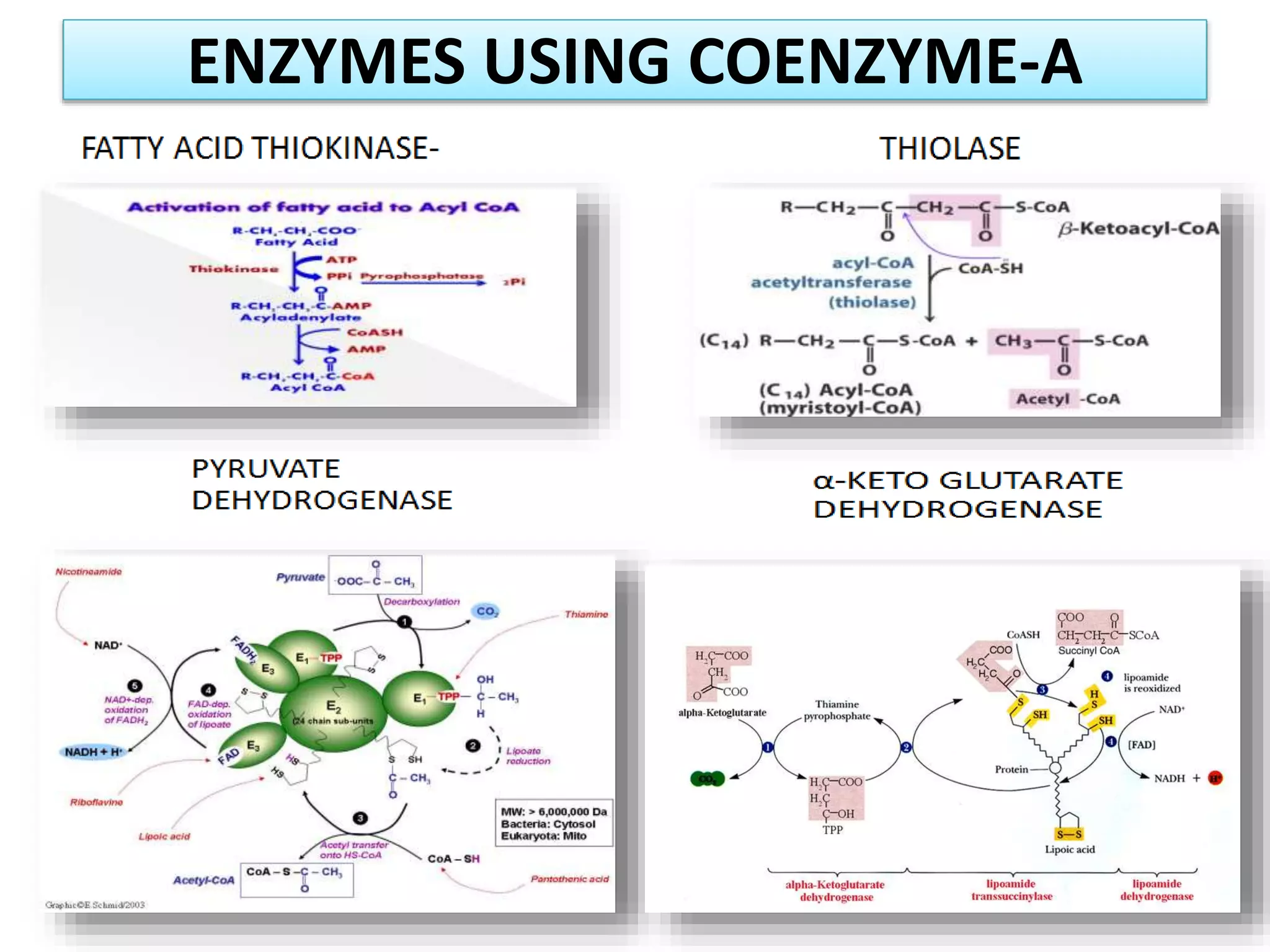BIOSYNTHESIS OF NUCLEOTIDE COENZYMES AND THEIR ROLE IN METABOLISM | PPTX