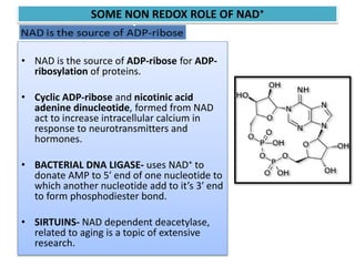 BIOSYNTHESIS OF NUCLEOTIDE COENZYMES AND THEIR ROLE IN METABOLISM | PPTX