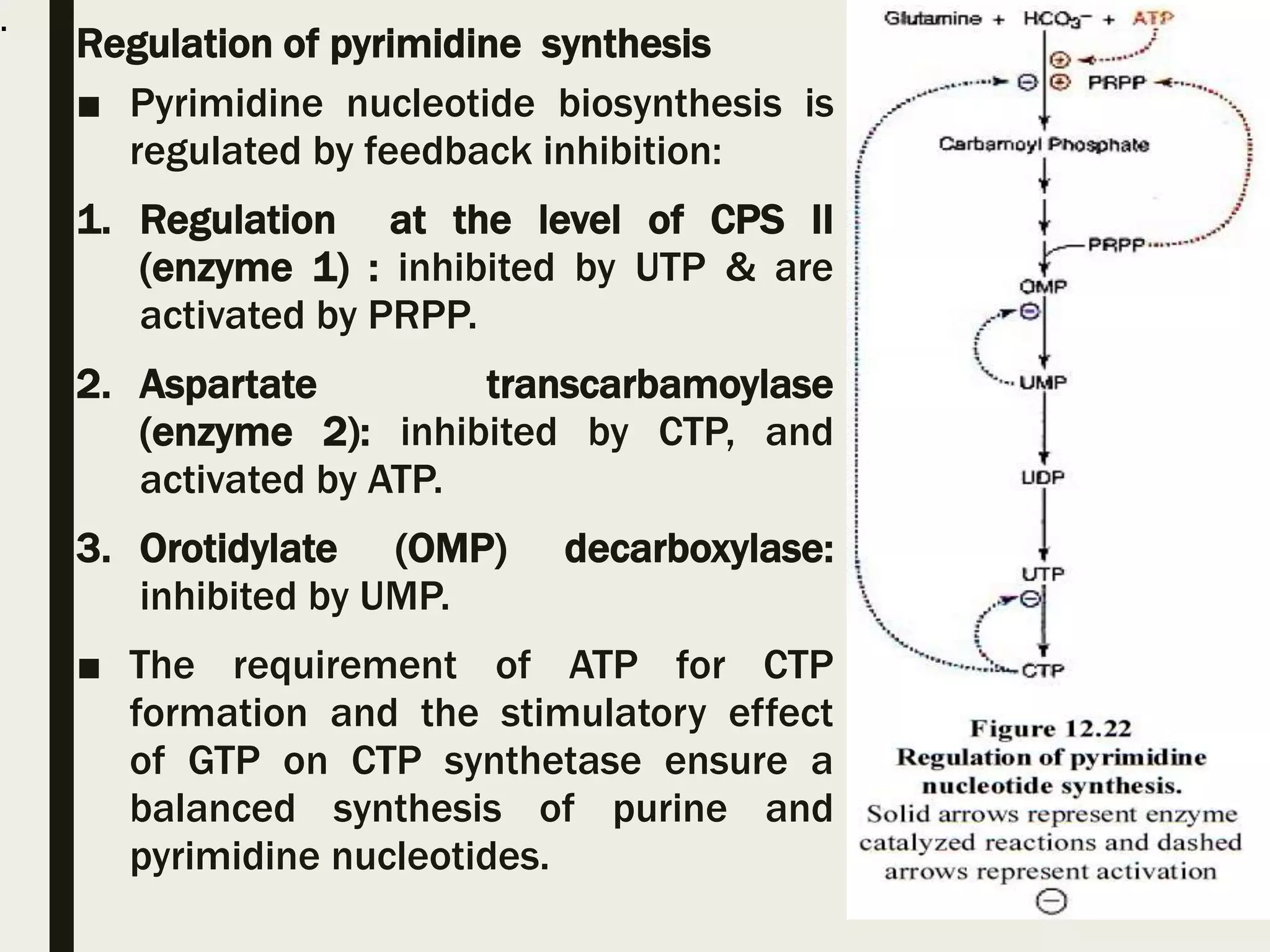 Nucleotide metabolism | PPTX