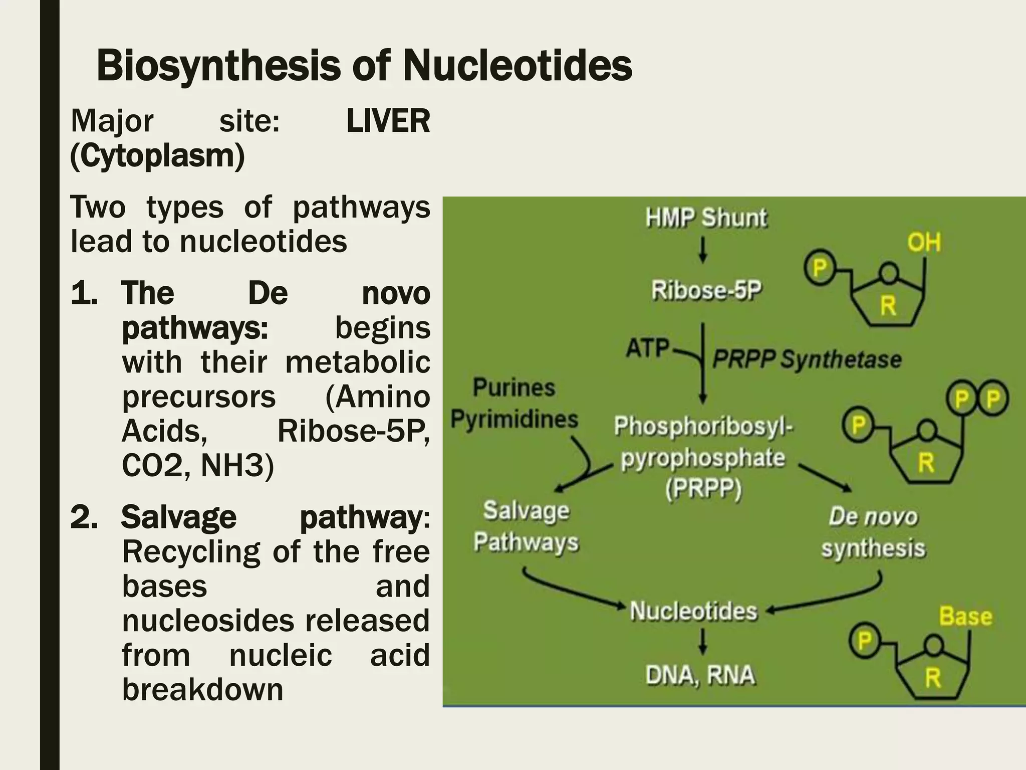 Nucleotide metabolism | PPTX
