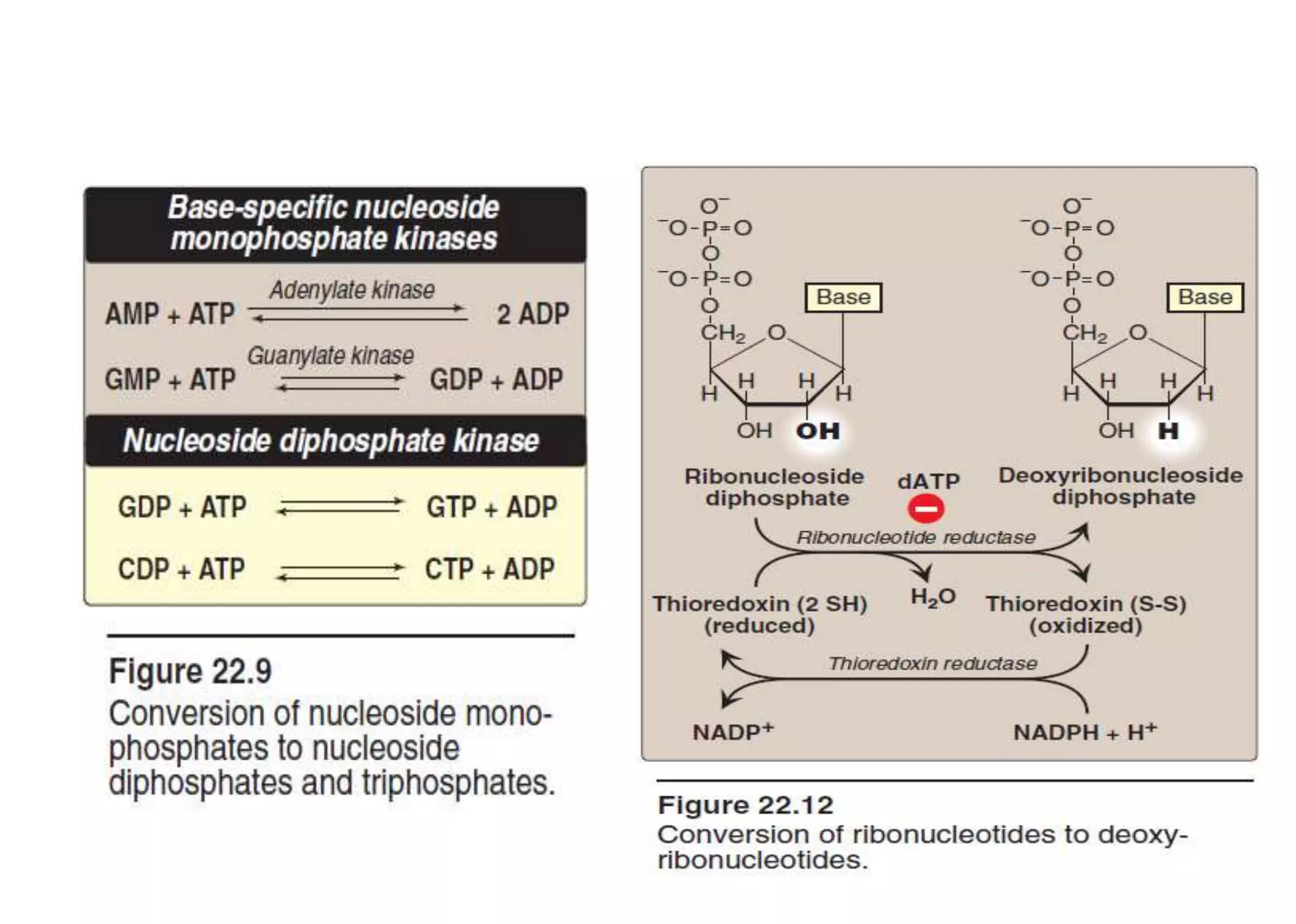 Nucleotide metabolism | PPTX