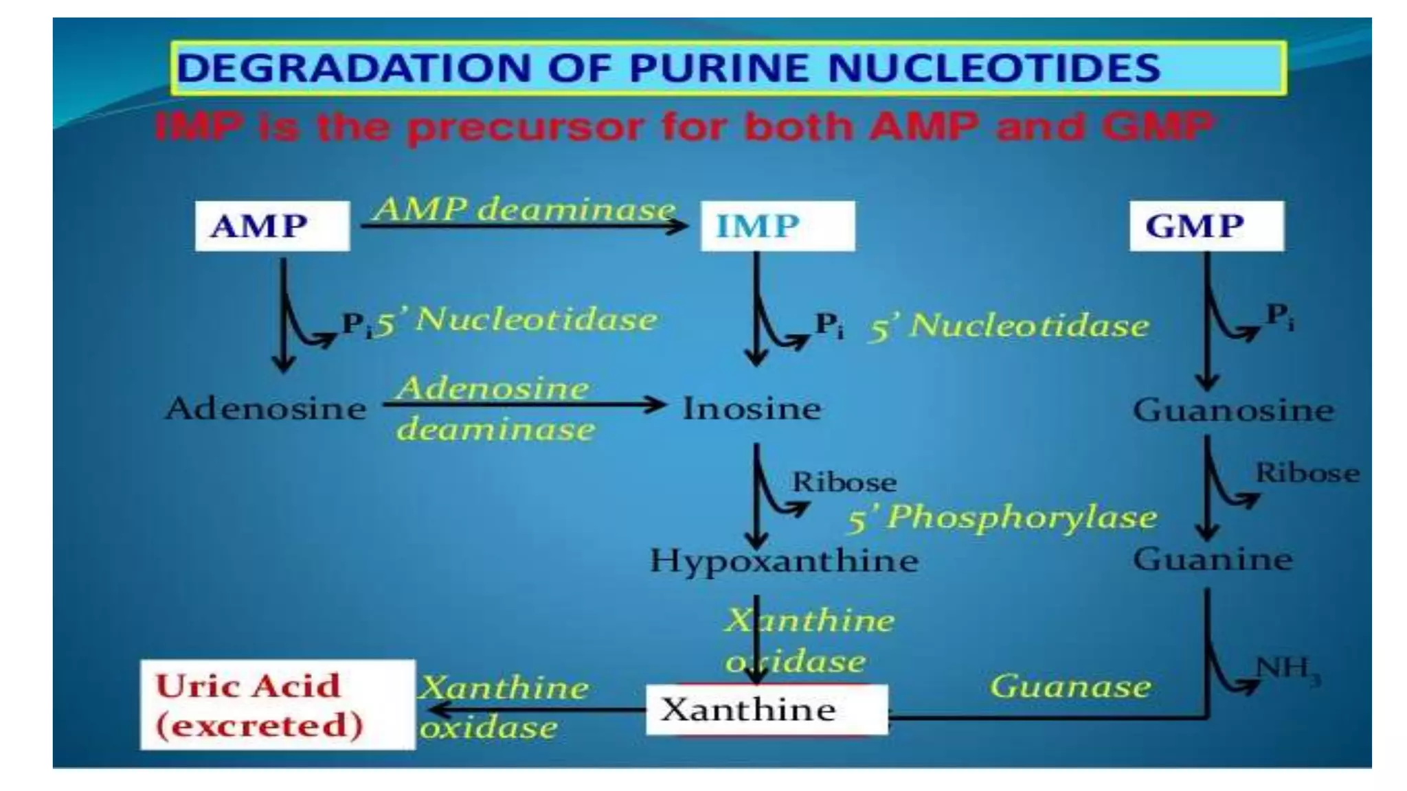 Nucleotide metabolism (purine and pyrimidine synthesis) | PPTX