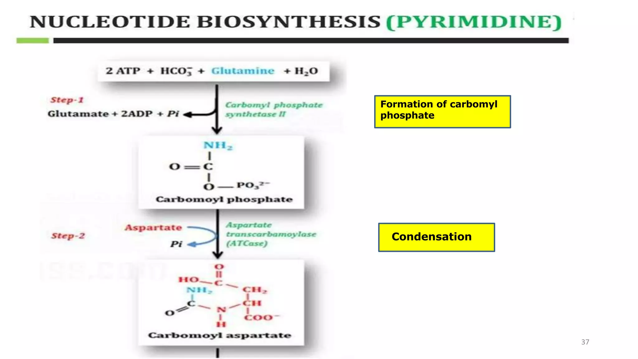 Nucleotide metabolism (purine and pyrimidine synthesis) | PPTX