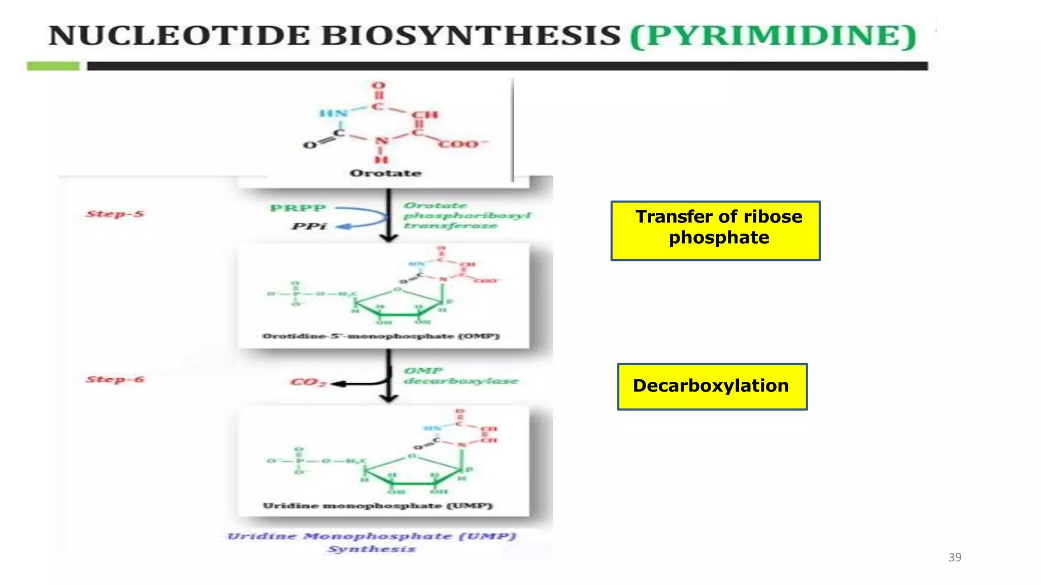 Nucleotide metabolism (purine and pyrimidine synthesis) | PPTX