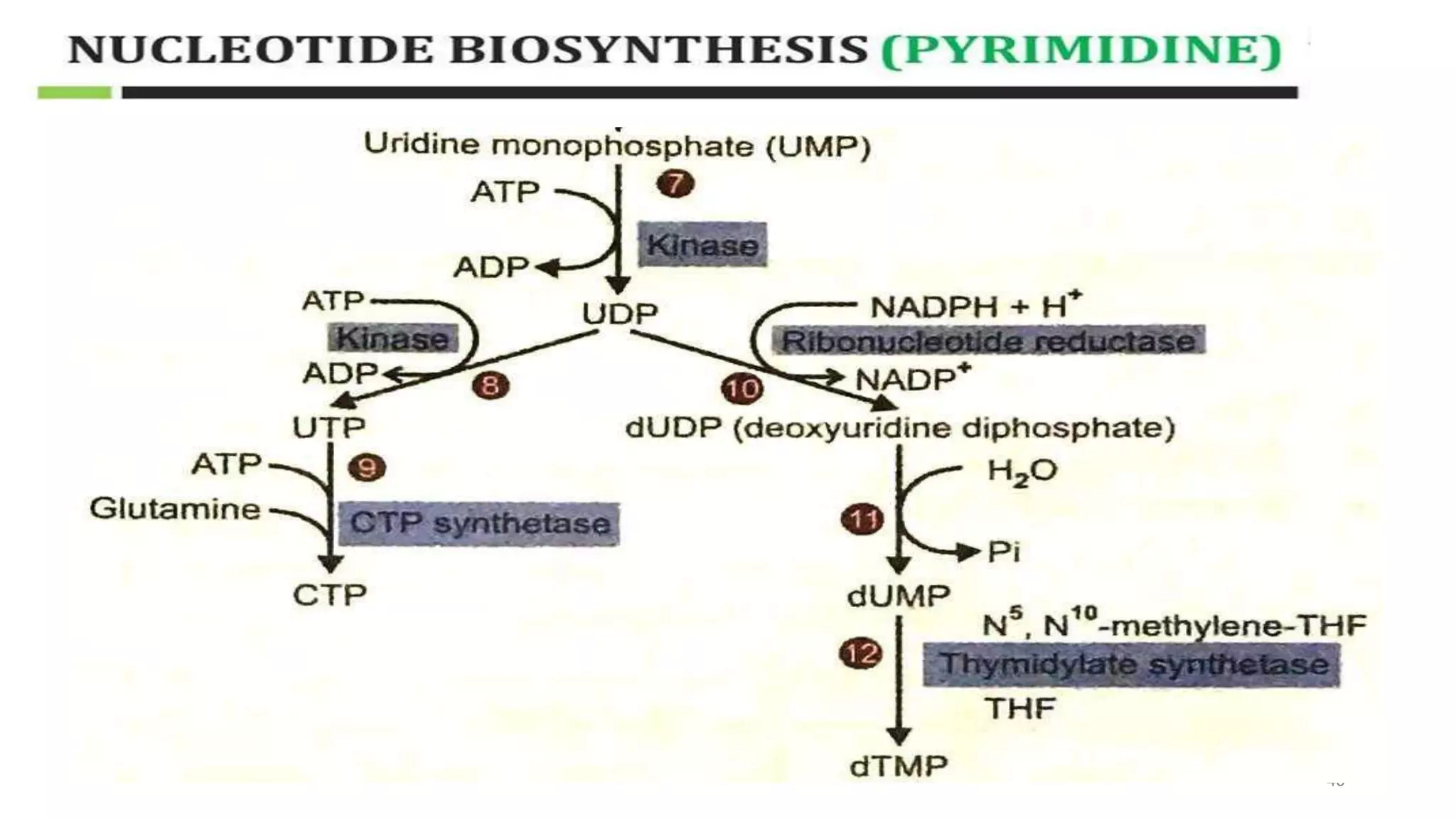 Nucleotide metabolism (purine and pyrimidine synthesis) | PPTX