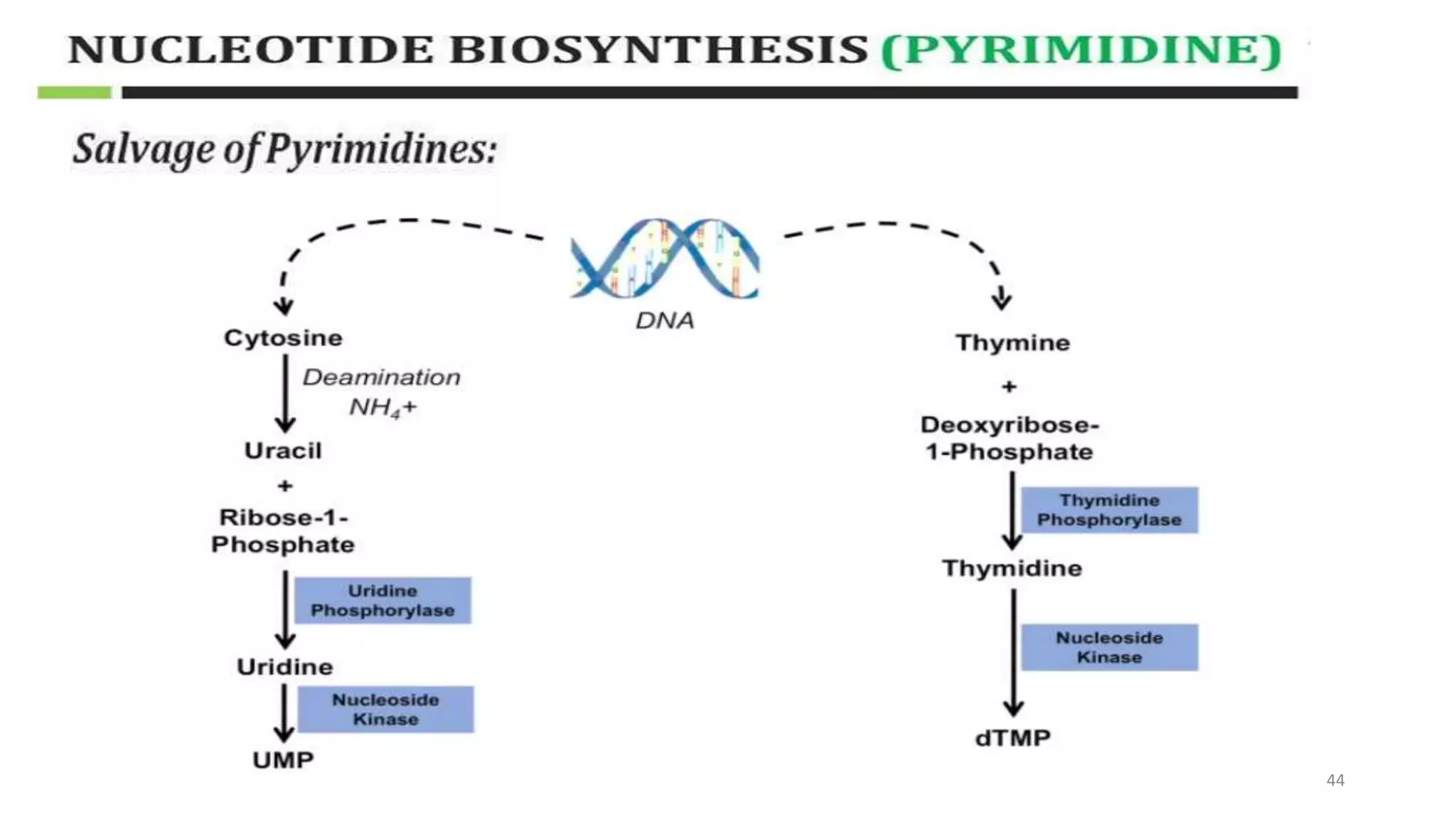 Nucleotide metabolism (purine and pyrimidine synthesis) | PPTX