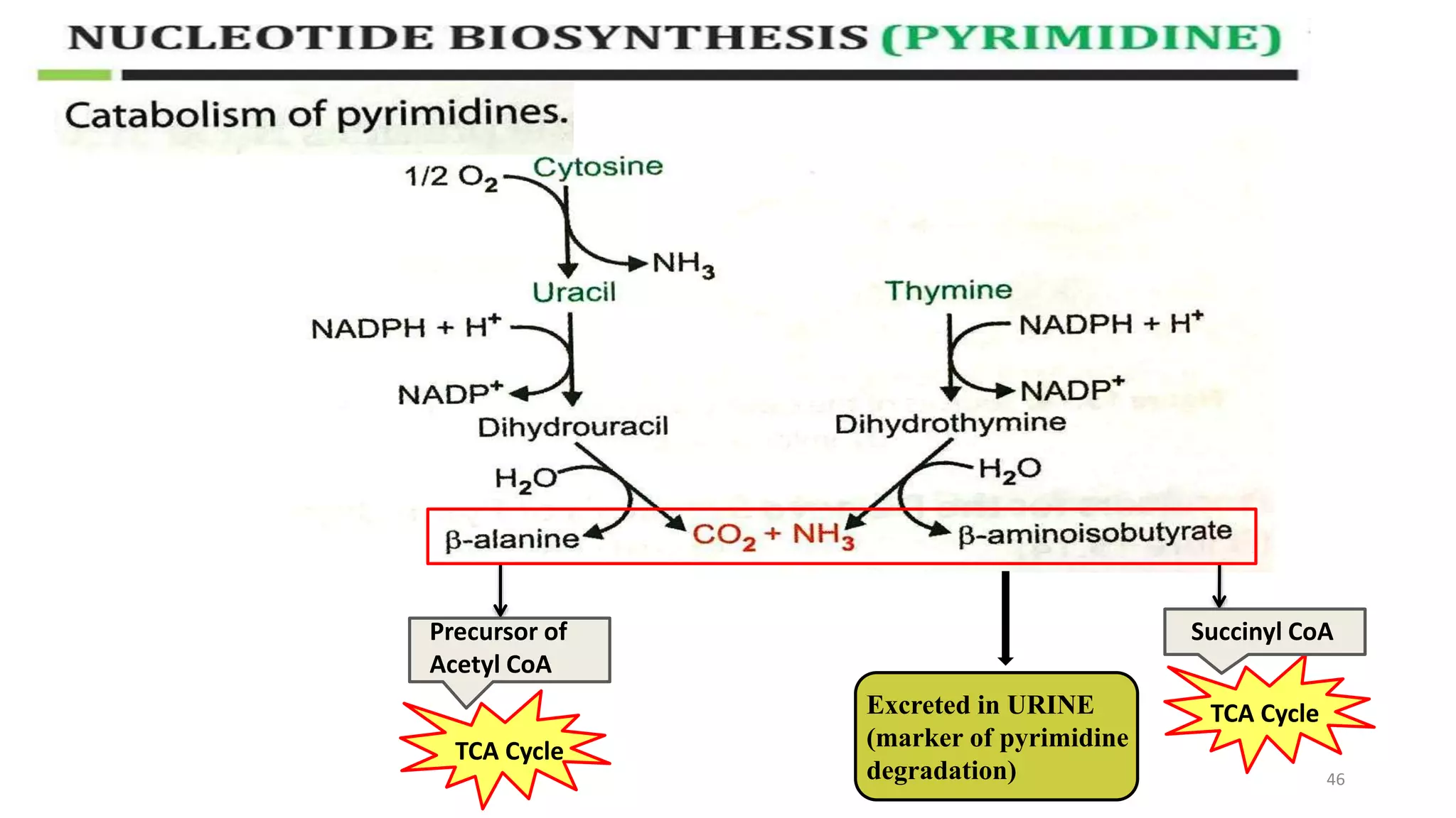 Nucleotide metabolism (purine and pyrimidine synthesis) | PPTX