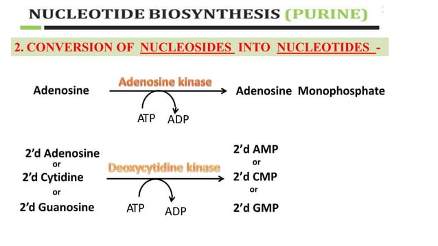 Nucleotide metabolism (purine and pyrimidine synthesis) | PPTX | Endocrine and Metabolic ...