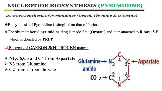 Nucleotide metabolism (purine and pyrimidine synthesis) | PPTX | Endocrine and Metabolic ...