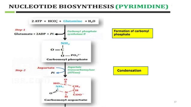 Nucleotide metabolism (purine and pyrimidine synthesis) | PPTX | Endocrine and Metabolic ...