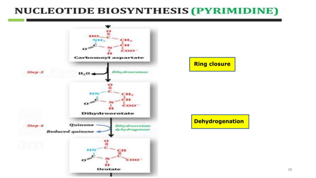 Nucleotide metabolism (purine and pyrimidine synthesis) | PPTX | Endocrine and Metabolic ...