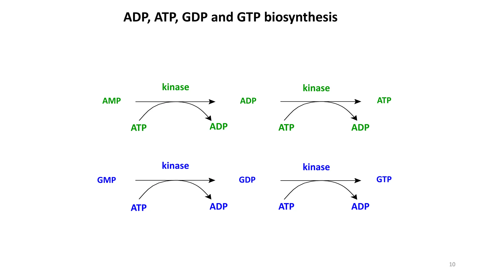 Nucleotide Metabolism.biochemistryblecture.pptx