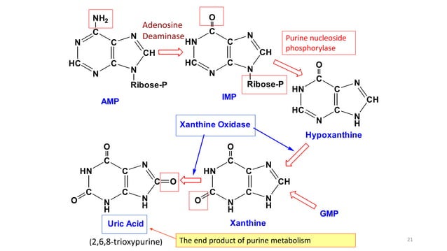 Nucleotide Metabolism.biochemistryblecture.pptx