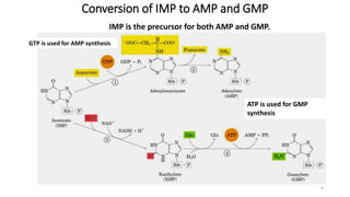 Nucleotide Metabolism.biochemistryblecture.pptx
