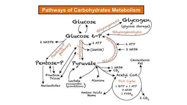 carbs METABOLISM purines pyrimidines chemistry | PPT