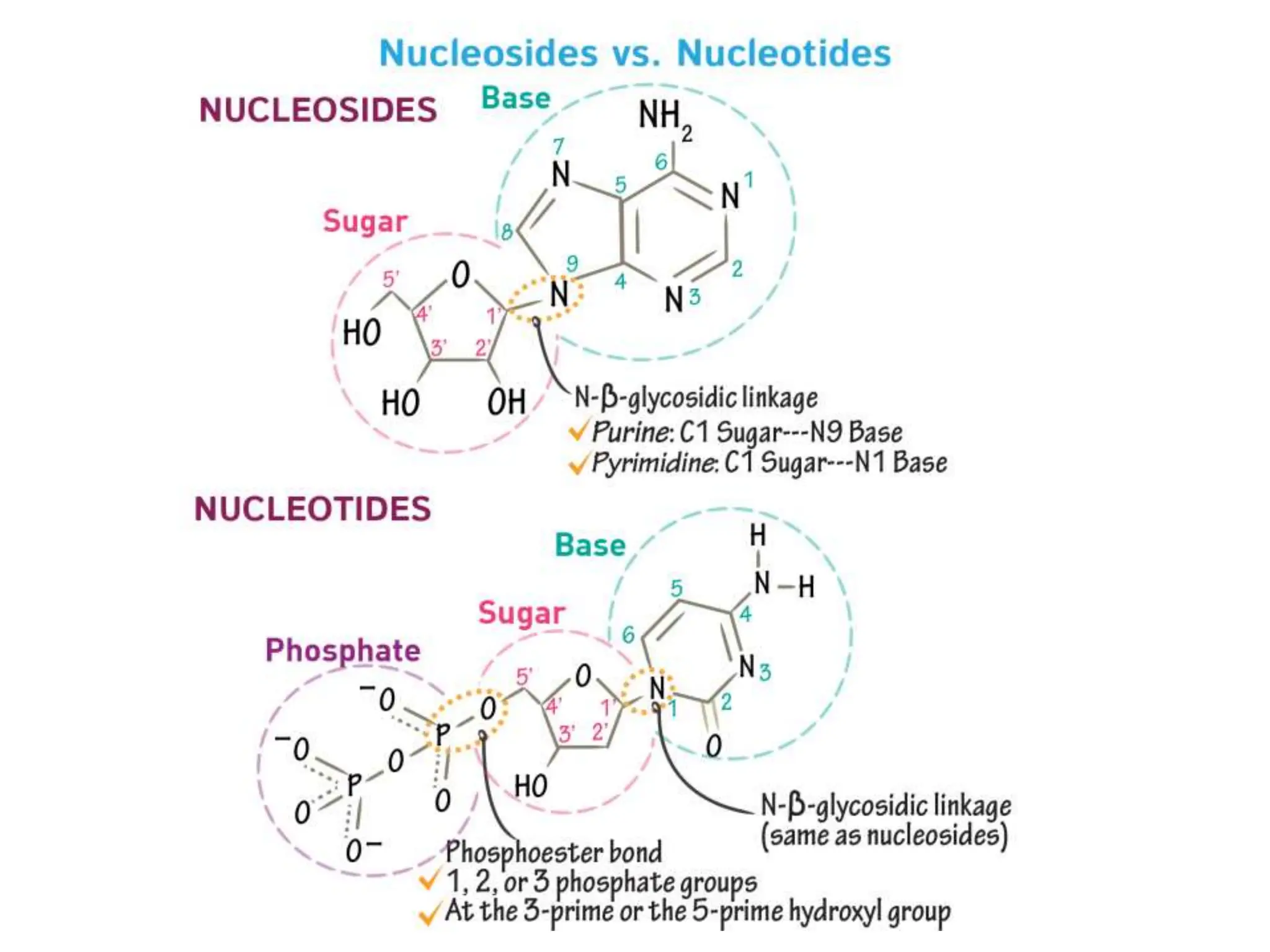 Nucleotide Metabolism mbbs part I 23-24.pptx