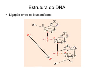 Nucleotideos - acidos nucleicos | PPT