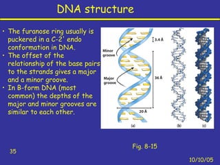 B Furanose Dna