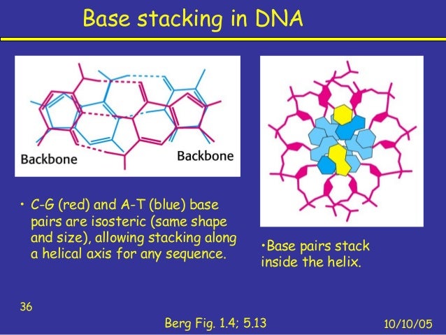 Nucleotides- 13