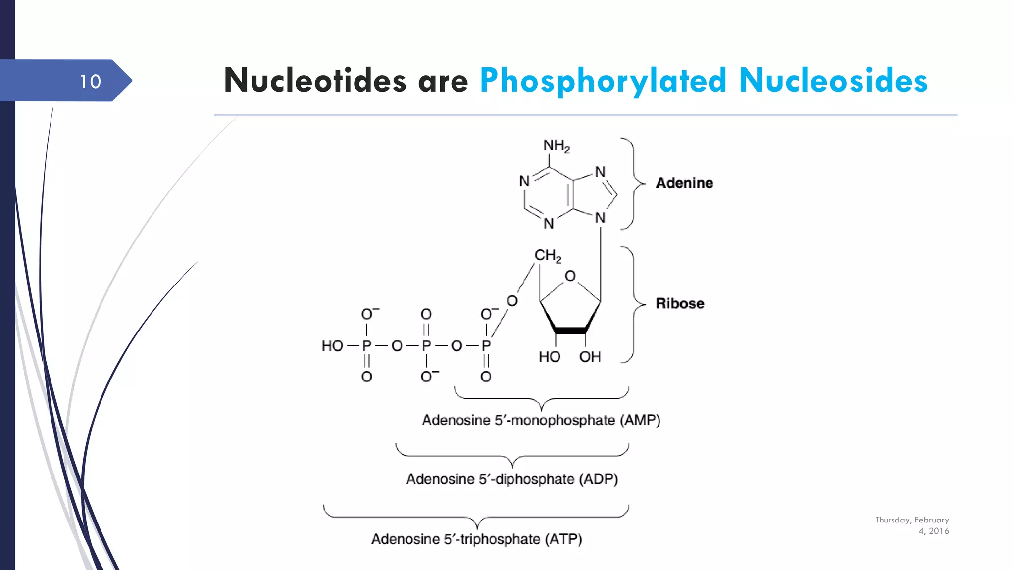 Nucleotides | PDF