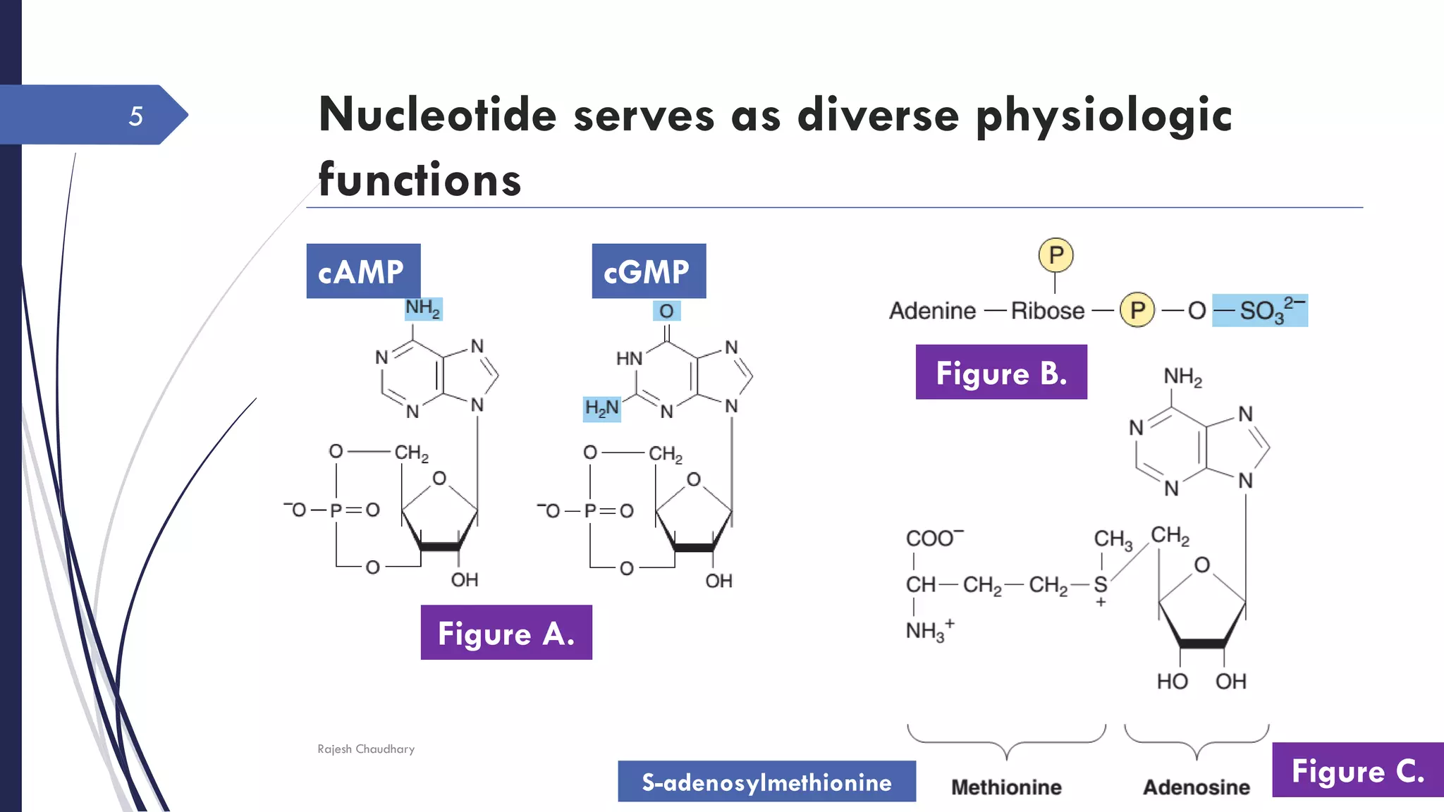 Nucleotides | PDF