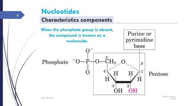 Nucleotides | PDF | Chemistry | Science